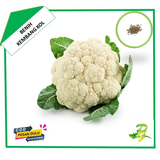 Jual Benih Kembang Kol (Bunga Kol) | Shopee Indonesia