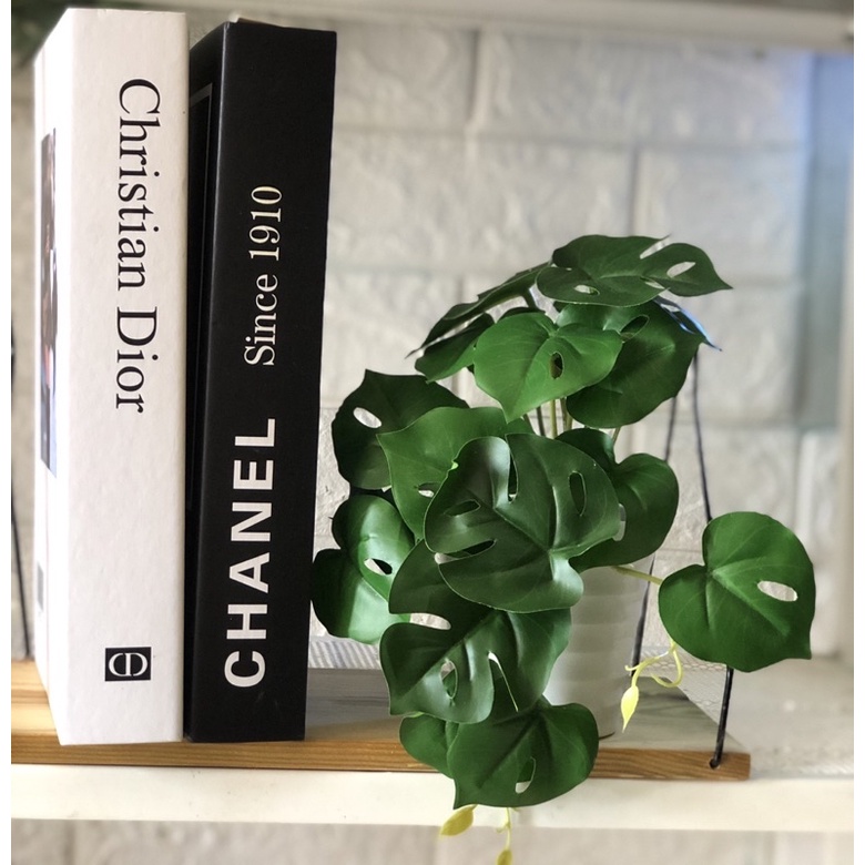 Jual bunga daysi / bunga ambalan / monstera rambat | Shopee Indonesia