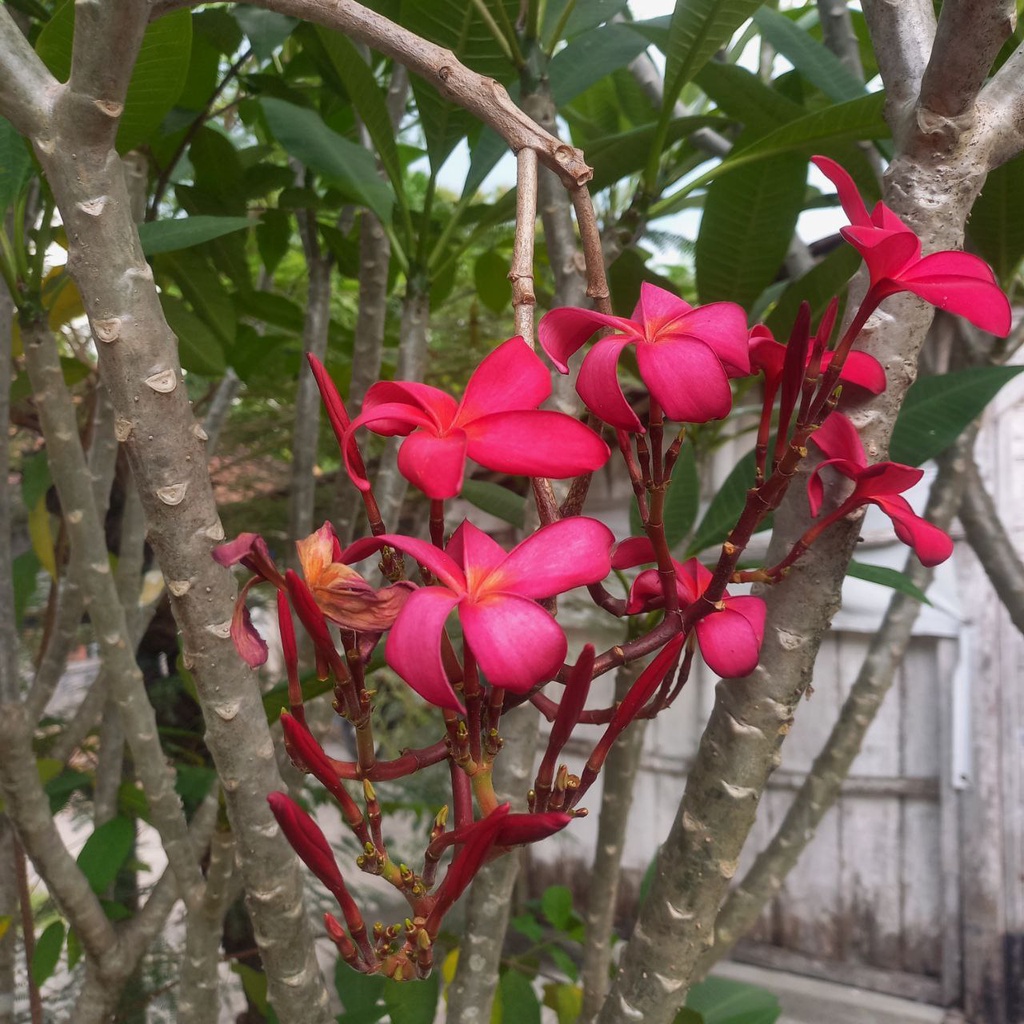 Jual Kamboja Plumeria Red Maroon Aussie Impor Stek dan Sudah Hidup ...