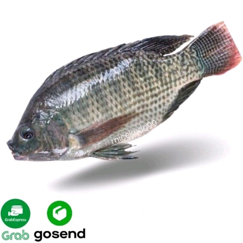 Jual IKAN NILA SEGAR / FRESH IKAN AIR TAWAR | Shopee Indonesia