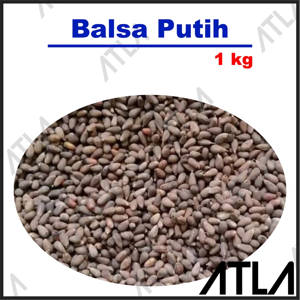 Jual Benih Pohon Balsa Putih 1 kg Biji Seed Bibit Tanaman Kayu Daun 1kg ...