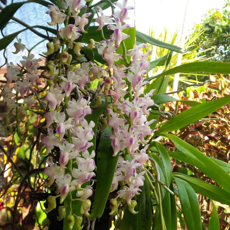 Jual Anggrek Vanda Aerides Odorata/kuku macan | Shopee Indonesia