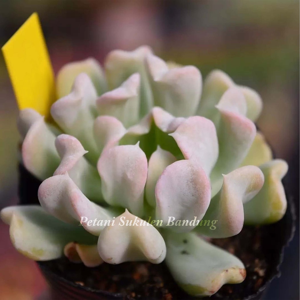 Jual Sukulen Kaktus BEBAS pilih GRATIS POT sekulen mini tanaman hias ...