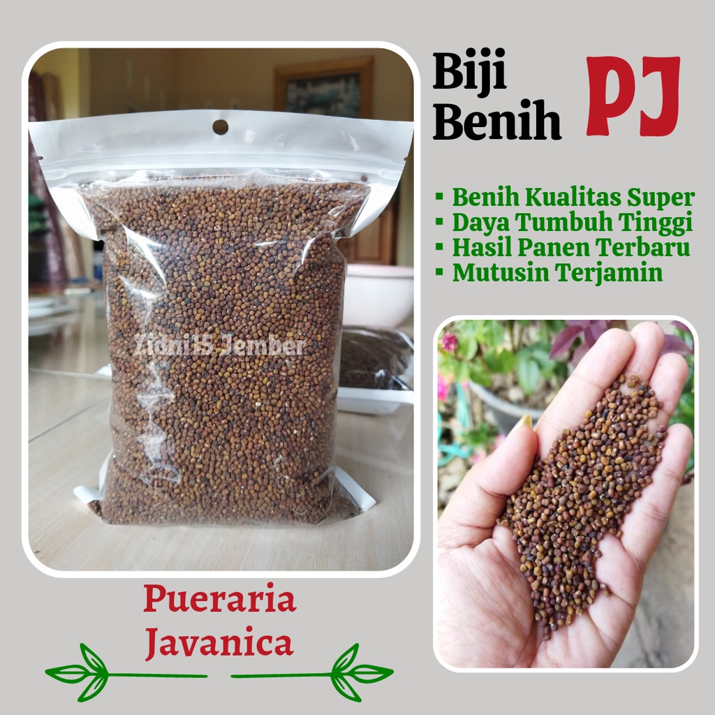 Jual 1kg Benih Biji Kacang PJ Super(Pueraria Javanica) /Cover Crops LCC ...