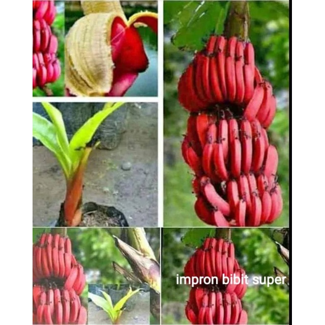 Jual Bibit Pisang Merah/Pisang Kidang Enak | Shopee Indonesia