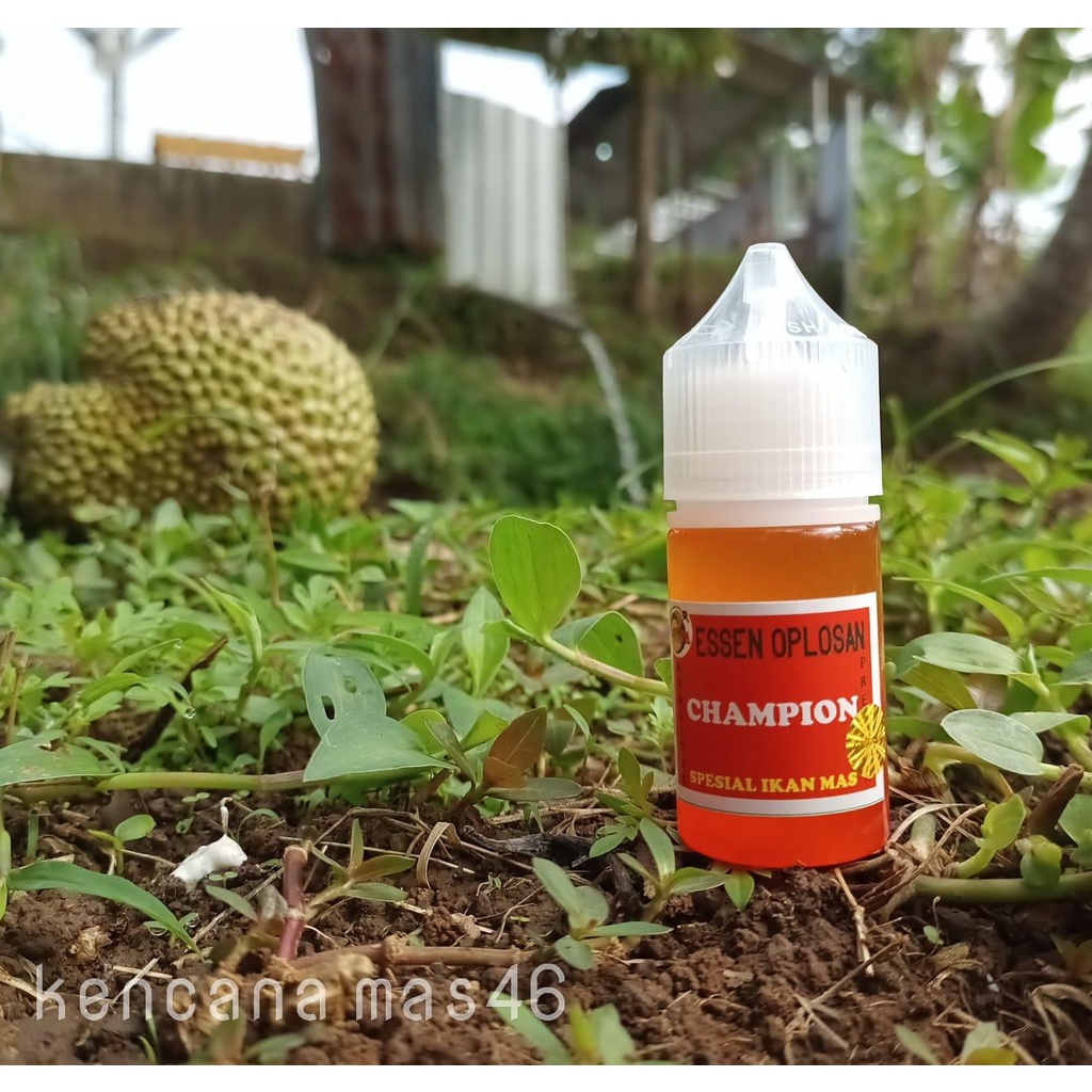 Jual Essen Oplosan Kencana Mas Champion ( Campedak ) | Shopee Indonesia