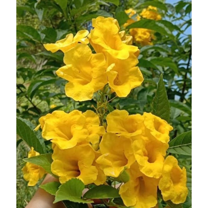 Jual Bunga Teckomaria / Terompet kuning | Shopee Indonesia