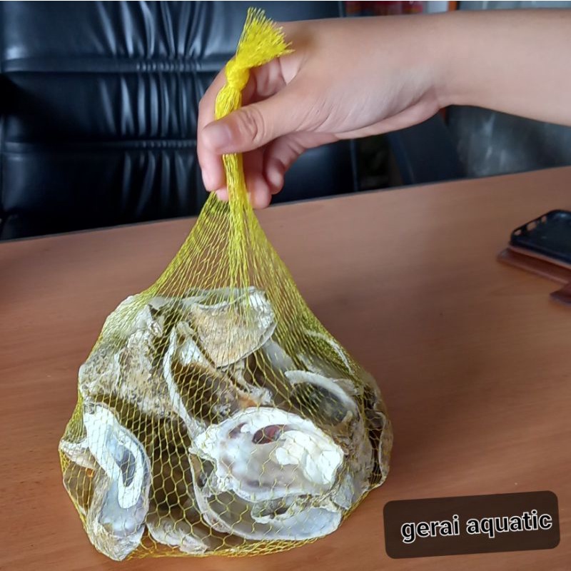 Jual Kulit Kerang Oeyster Shell Jaring 1kg Media Filter Aquascape ...