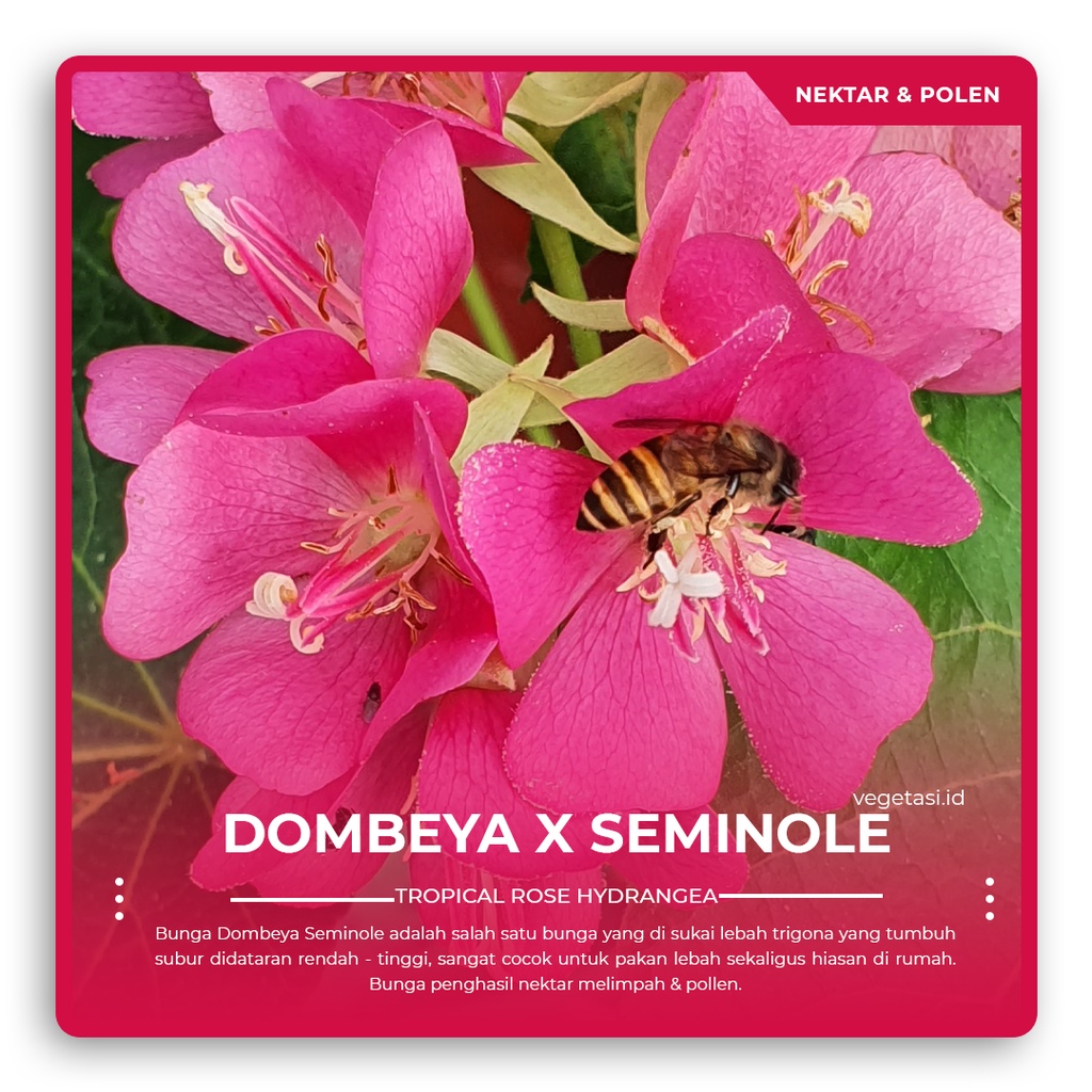 Jual Bibit Bunga Dombeya Seminole / Dombeya Sminole tanaman pakan lebah ...