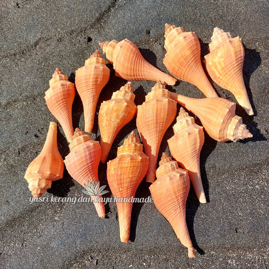 Jual Cangkang kerang hias - Cangkang kerang onem | Shopee Indonesia