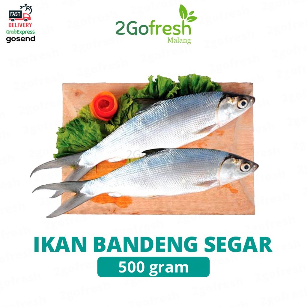 Jual Ikan Bandeng Segar/ Fresh - Sayur Sayuran | Shopee Indonesia