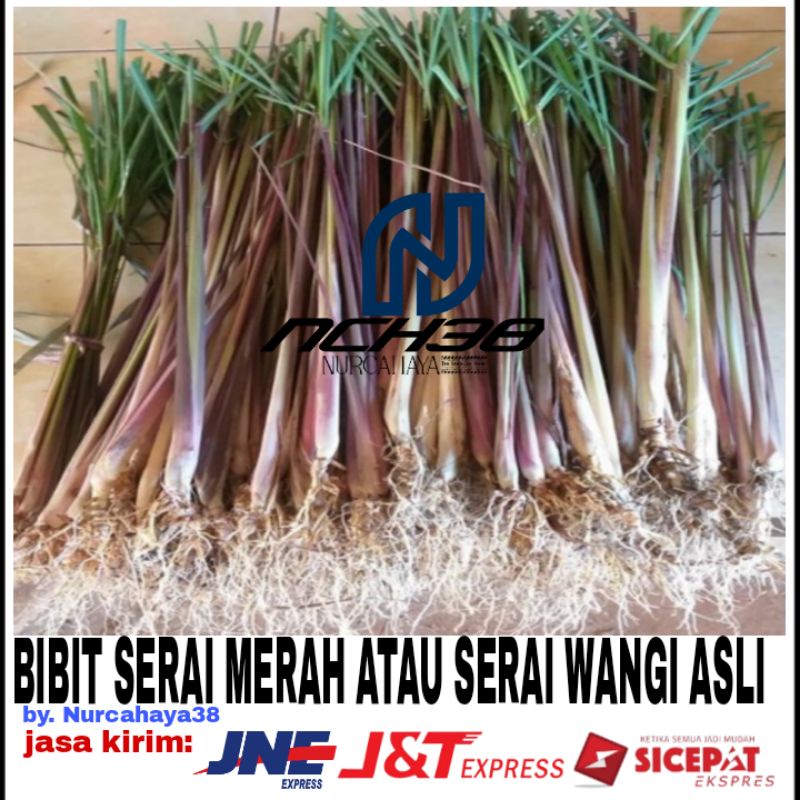 Jual Bibit Serai wangi | serai merah | pakai akar | serai wangi asli ...