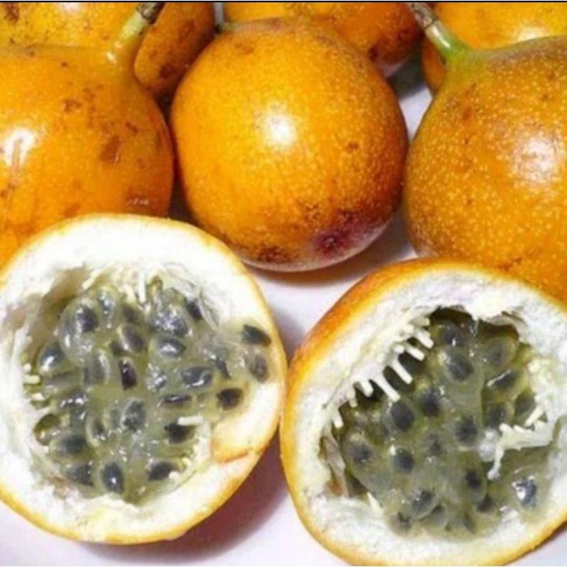 Jual Buah Markisa Lokal Manis Fresh Segar 500 gram | Shopee Indonesia