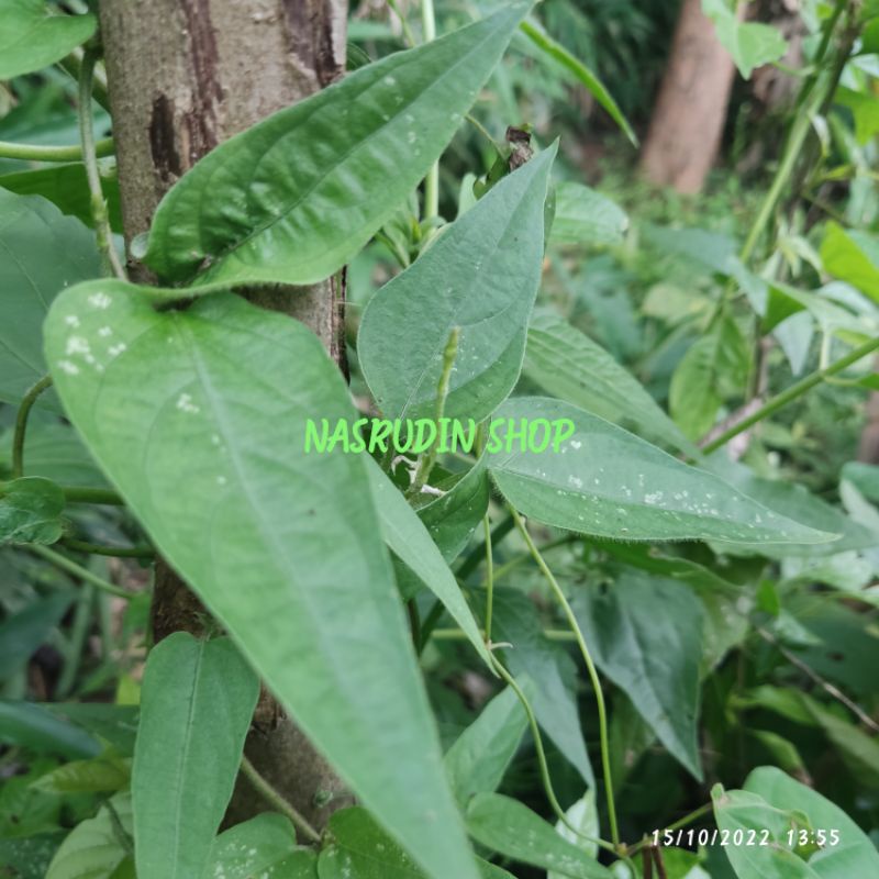 Jual DAUN SIMBUKAN SEGAR 30 LEMBAR ATAU DAUN KENTUT | Paederia foetida ...