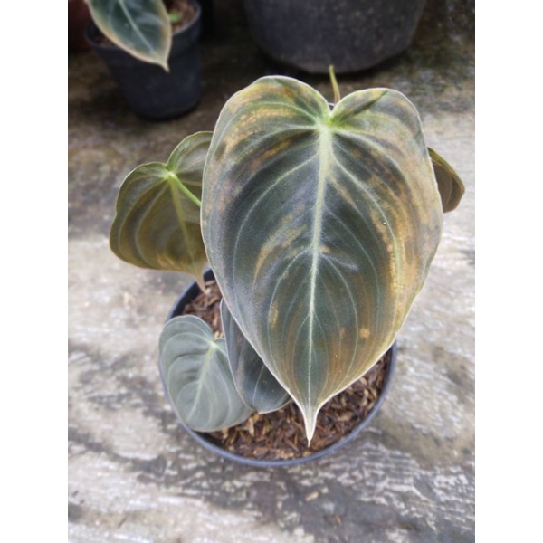 Jual tanaman hias melano variegata | Shopee Indonesia