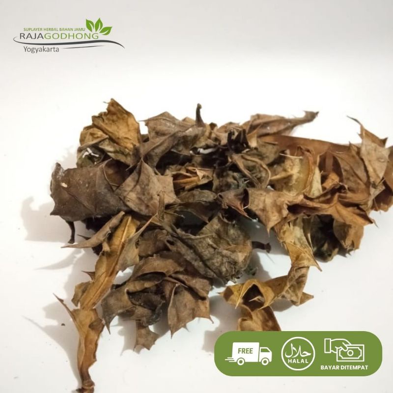 Jual daun daruju kering berkualitas 500 gram dan 1 kg | Shopee Indonesia