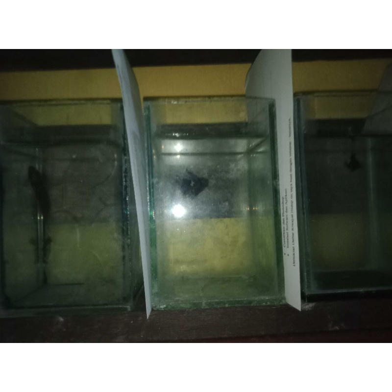 Jual Aquarium Soliter Ikan Cupang, Ikan Guppy, Ikan Moly, Ikan Zebra ...