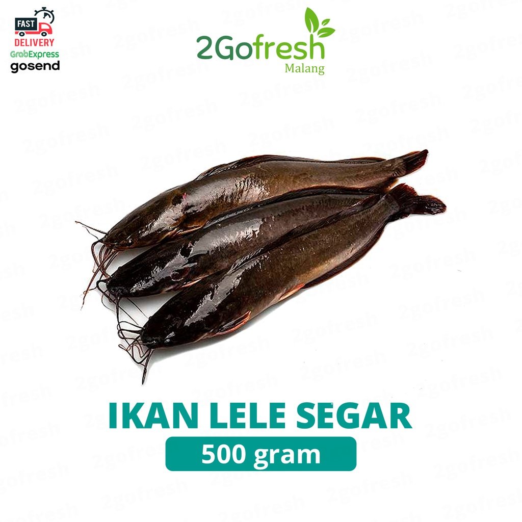 Jual Ikan Lele Segar / Fresh - Sayur Sayuran | Shopee Indonesia