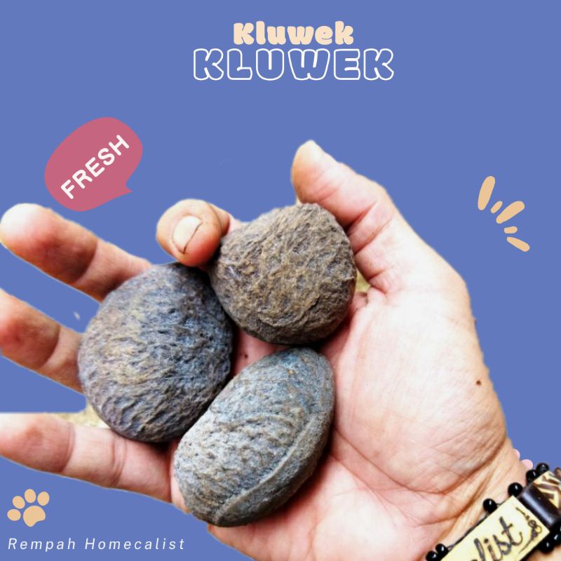 Jual Kluwek 100gram Keluwuk Pucung Kluwek Rawon Shopee Indonesia