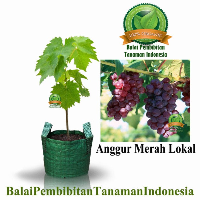 Jual BIBIT ANGGUR MERAH LOKAL ORIGINAL BALAI PEMBIBITAN TANAMAN ...