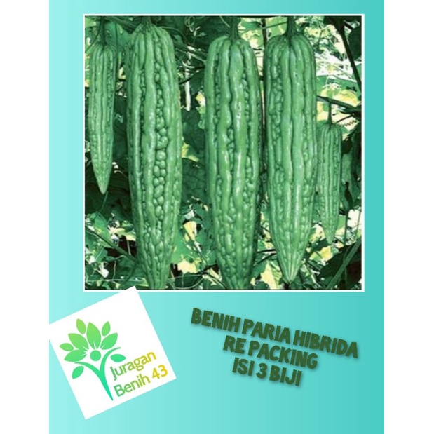 Jual Benih Paria / Pare Hibrida Re packing isi 3 Biji | Shopee Indonesia