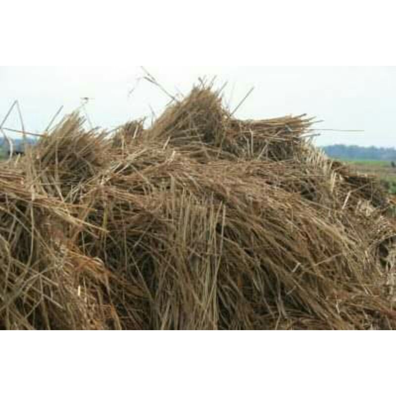 Jual Jerami kering / jerami padi /kawul untuk ayam/kelinci | Shopee ...