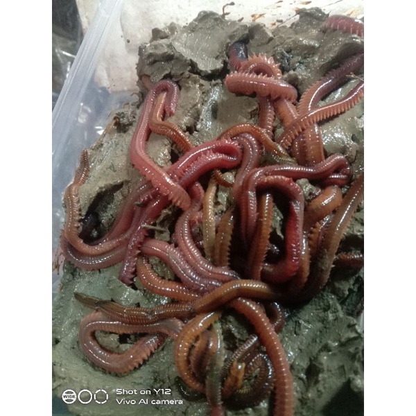 Jual cacing laut naga | Shopee Indonesia