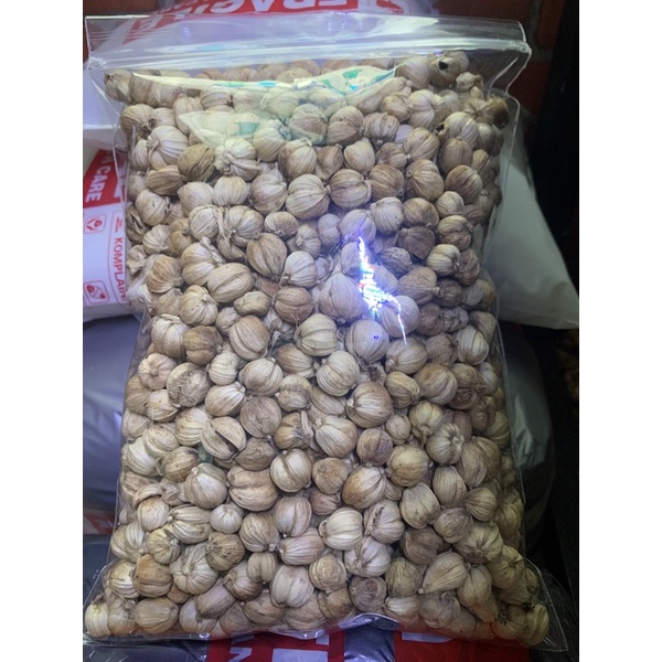 Jual kapolaga jawa putih premium quality | Shopee Indonesia