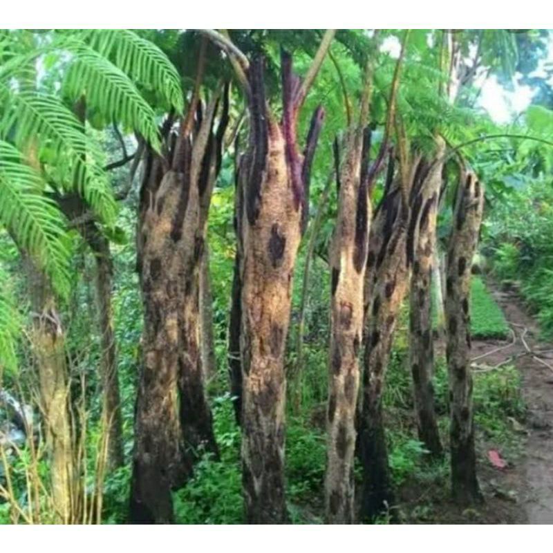 Jual Tanaman Batang Pakis Paku Andam hidup 200 Cm Peneduh Tanaman Atau ...