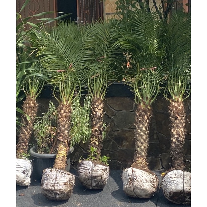 Jual tanaman hias indoor outdoor palem phoenix | Shopee Indonesia