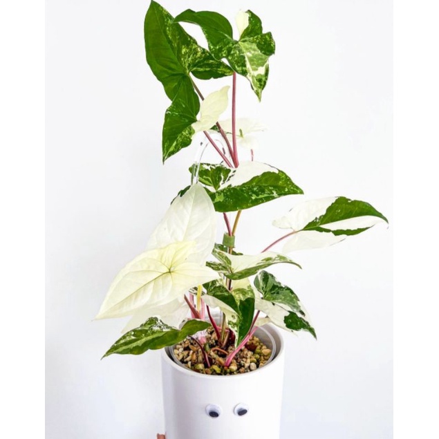 Jual Syngonium albo varigata/ Tanaman hias varigata / janbol monstera ...