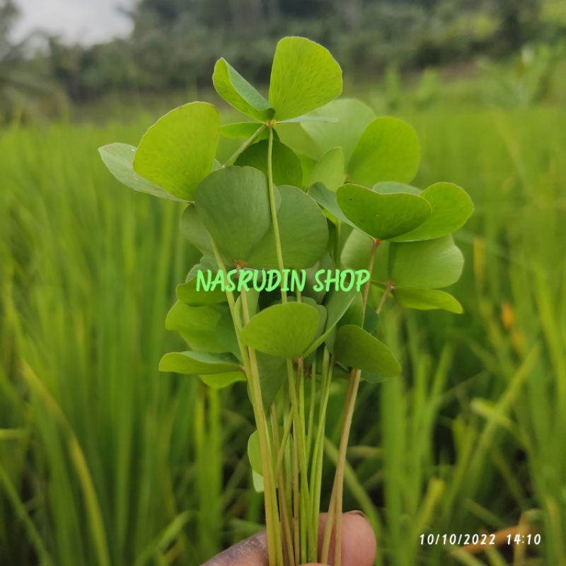 Jual DAUN SEMANGGI SAWAH 200 LEMBAR SEGAR KUSUS DAUN LANGSUNG PETIK ...