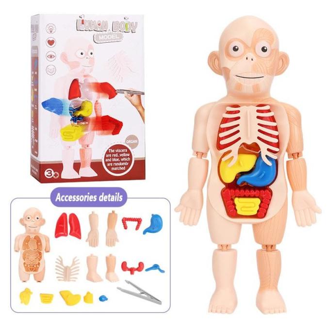Jual Mainan Edukasi Belajar Mengenal Bagan Anatomi Organ Tubuh Manusia ...