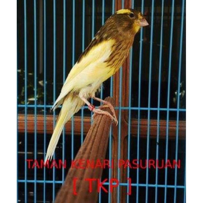 Jual BURUNG KENARI F1 BAHAN JANTAN PILIHAN | Shopee Indonesia
