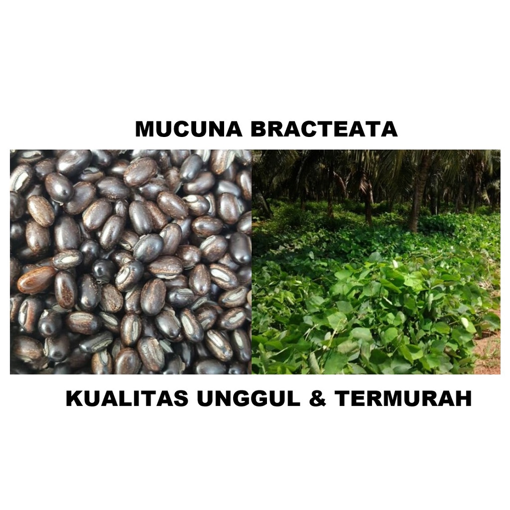 Jual Benih Mucuna bracteata (Mb) Lokal 100 gr biji kualitas unggul | Shopee Indonesia
