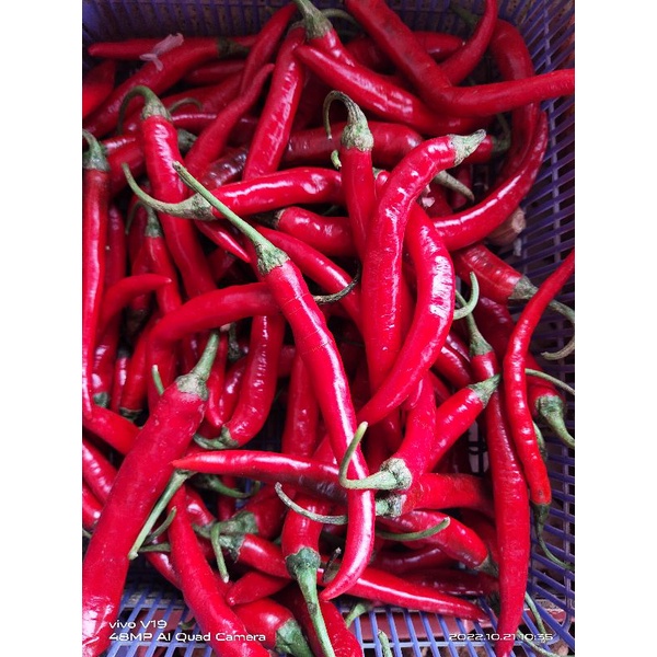 Jual Cabe merah gede 250g | Shopee Indonesia