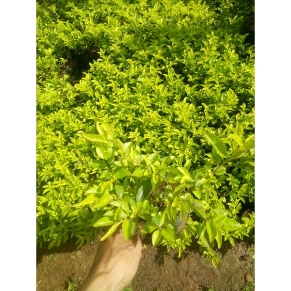 Jual tanaman pangkas kuning | Shopee Indonesia