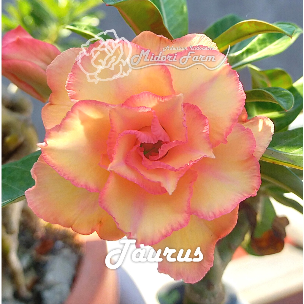 Jual Adenium Grafting Sambungan Bunga Tumpuk Taurus Size A Shopee