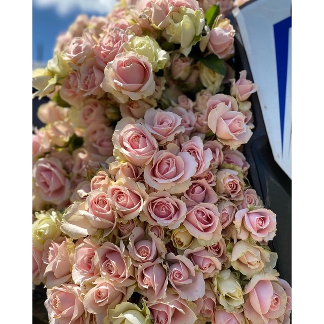 Jual 1 ikat bunga mawar sweet (fresh) | Shopee Indonesia