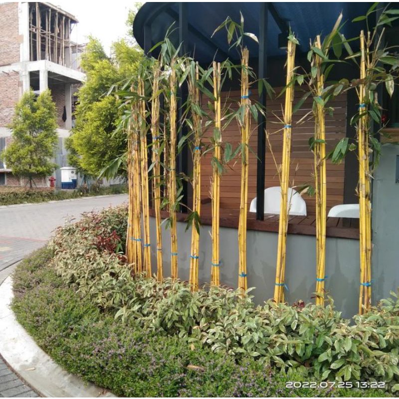 Jual tanaman bambu kuning panda rumpun pohon bambu hias bambu panda ...