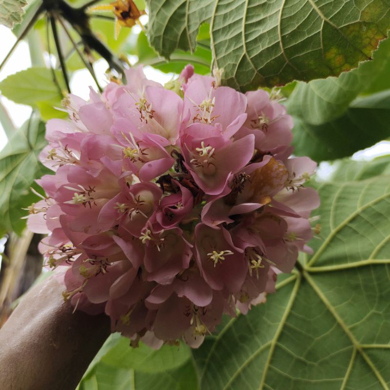 Jual dombeya caeyuxi untuk vegetasi lebah tersedia berbagai ukuran ...