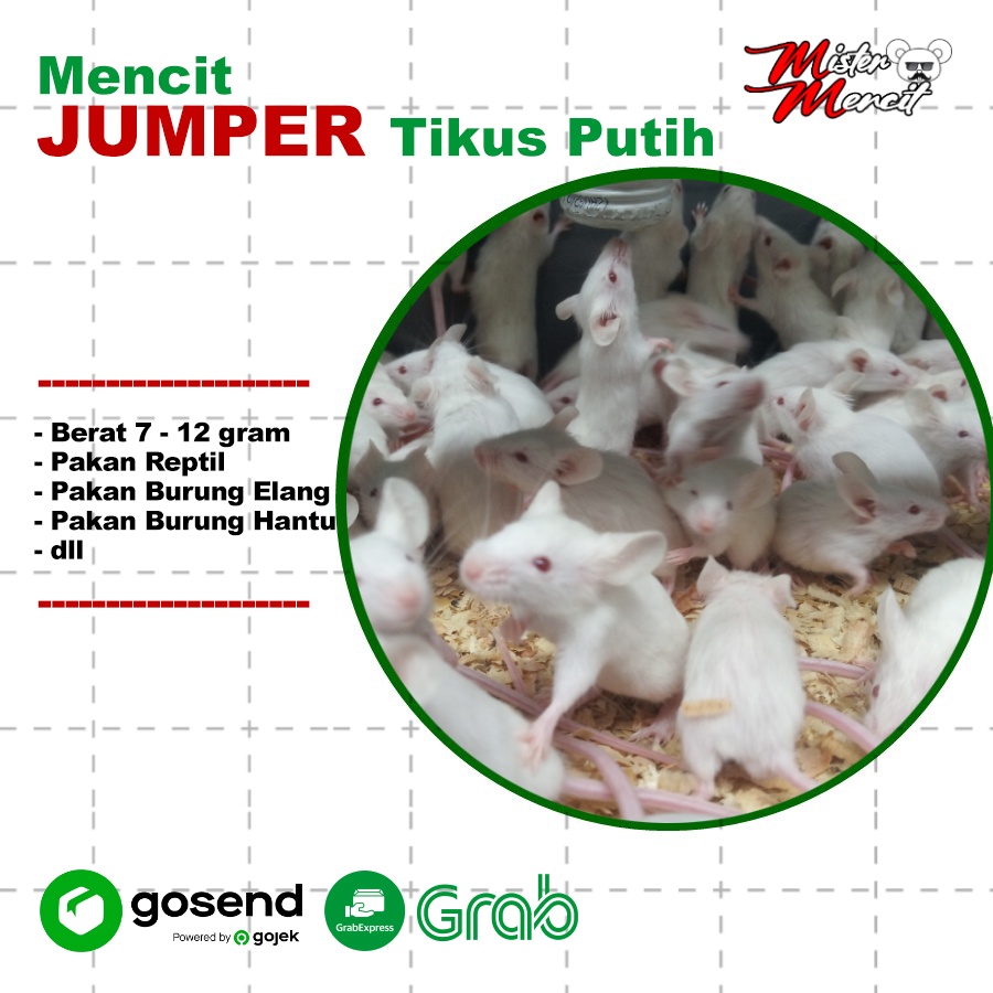 Jual Tikus Putih Mencit Jumper | Shopee Indonesia
