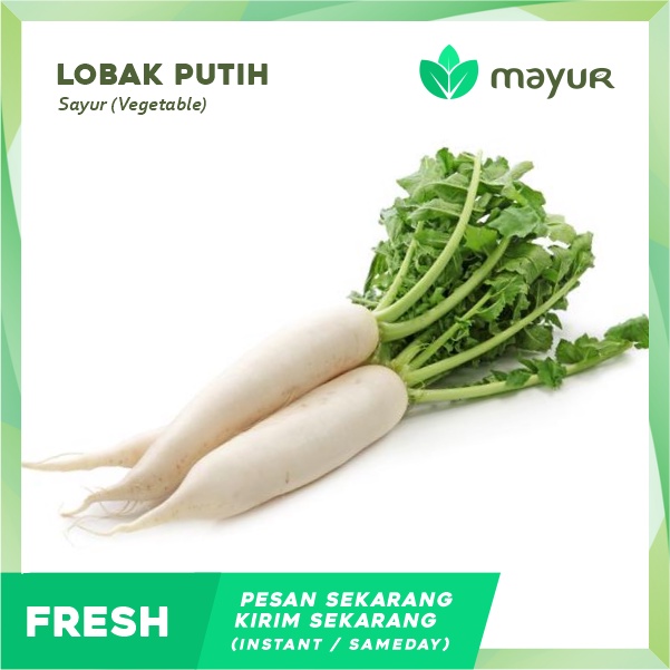 Jual Lobak Putih Segar (1 pcs) | Shopee Indonesia