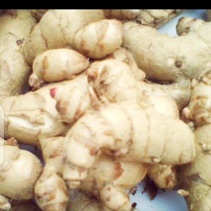 Jual Temulawak putih segar, sangat cocok untuk obat herbal diambil ...