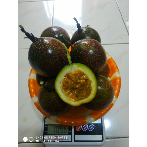 Jual Buah markisa ungu segar 1kg | Shopee Indonesia