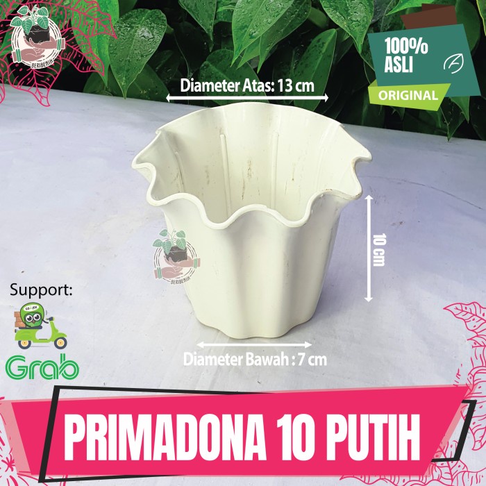 Jual Pot Bunga Tanaman Hias Shallom Primadona Putih Motif Kembang Tebal ...