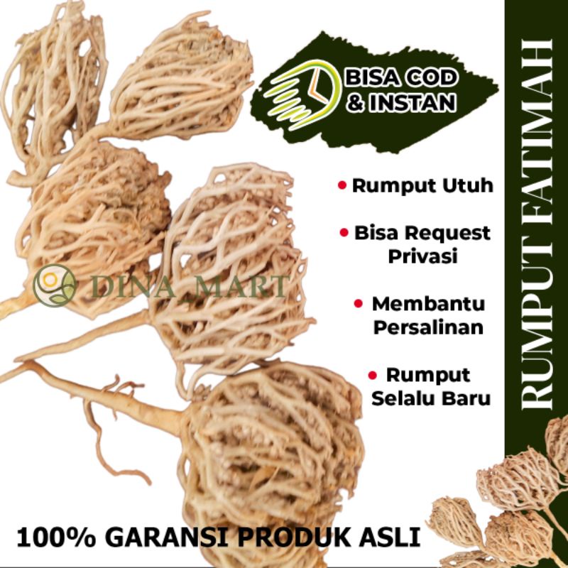 Jual Herbal Rumput Fatimah Asli Saudi Arabia Untuk Melancarkan ...