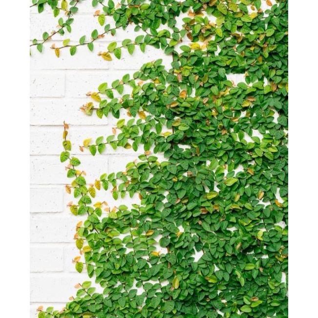 Jual Tanaman rambat dolar kecil - pohon dolar kecil - tanaman dolar ...