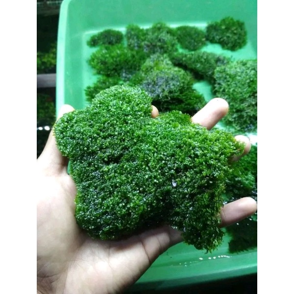 Jual ricardia moss aquascape daun mini dan micro per clum ginuk² mantap ...