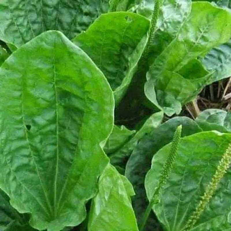 Jual daun sendok/ki urat berat 250 gram | Shopee Indonesia